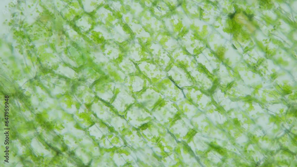 Vibrant green microcosm of biology and nature. A closeup journey into ...