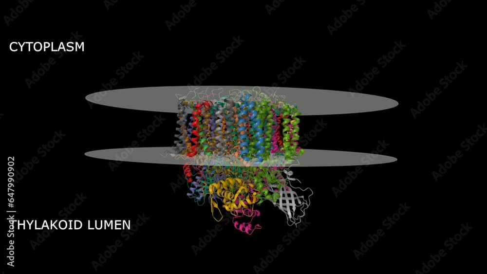 Crystal structure of Photosystem II from Thermosynechococcus elongatus ...