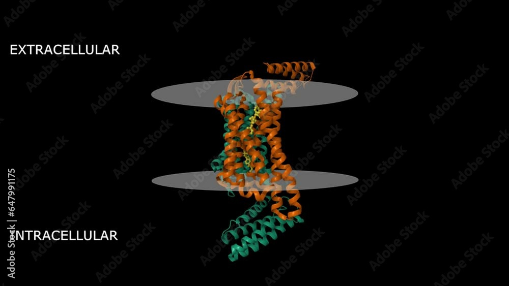 Structure of the active delta opioid receptor in complex with the small ...