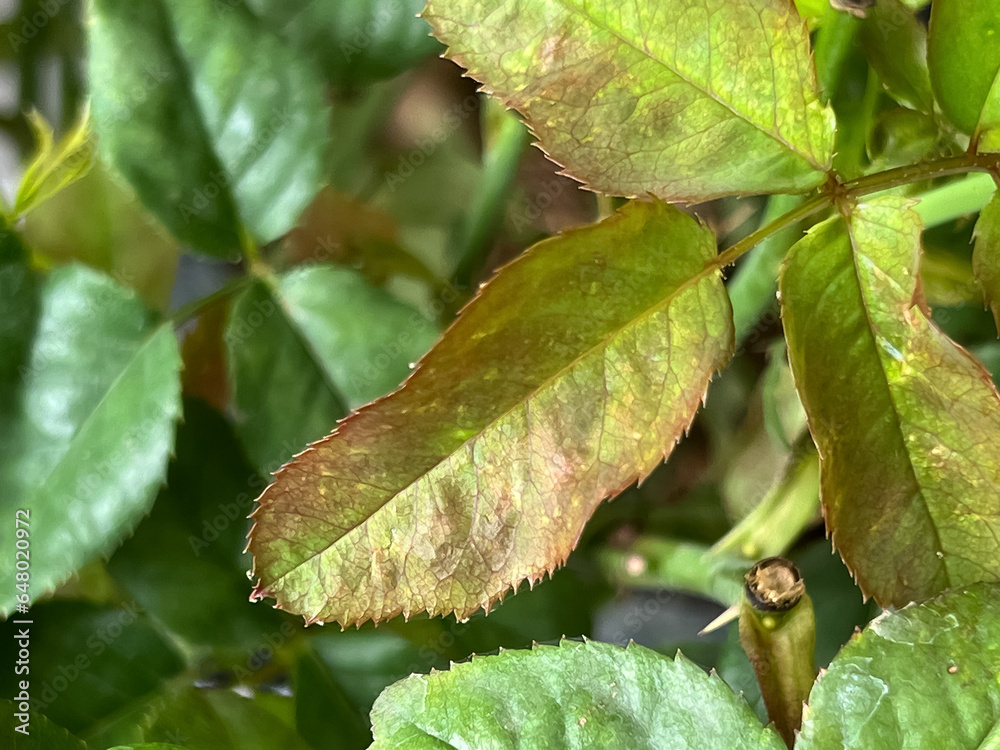 Botrytis Bright disease of rose,burned on leaf and petal surface ...