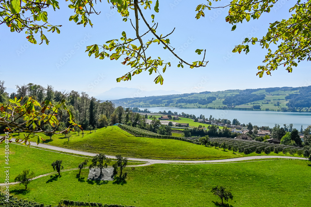 Gelfingen, Hitzkirch, Weinberg, Obstbäume, Baldeggersee, Seetal ...