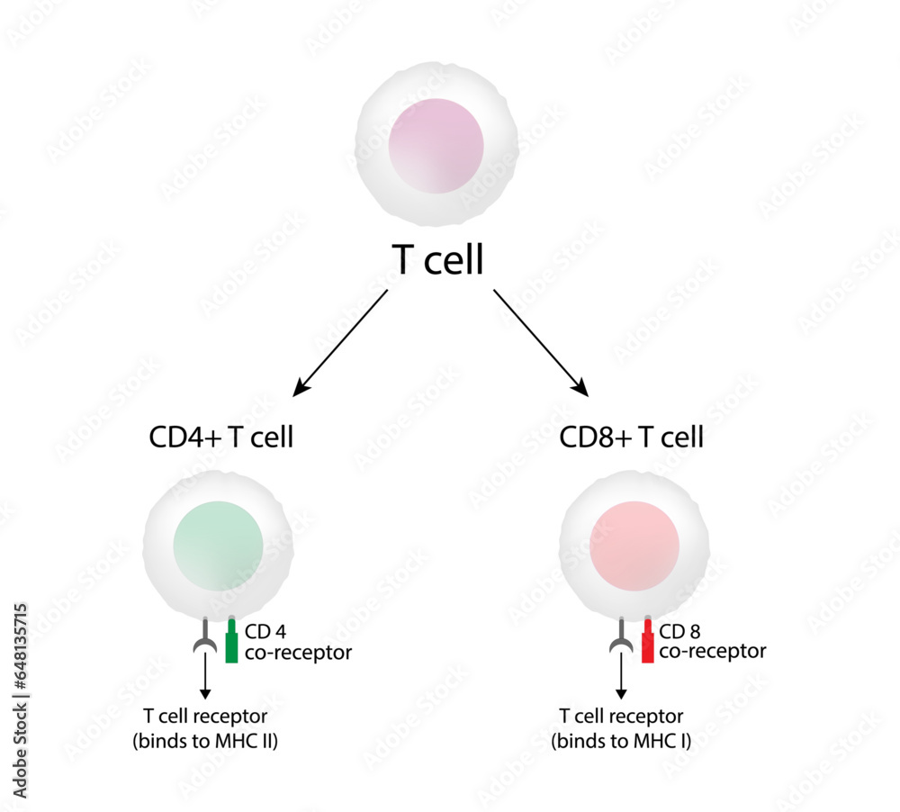 T Cell, CD4+ helper T cell and CD8+ cytotoxic T cell, CD Antigen Types ... T Cell, CD4+ helper T cell and CD8+ cytotoxic T cell, CD Antigen Types ...