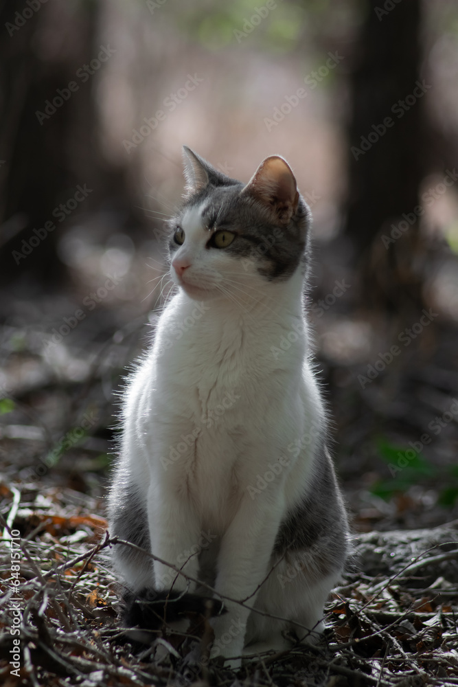 Gata atigrada blanco con gris, en el campo asustada, mirando para todos ...