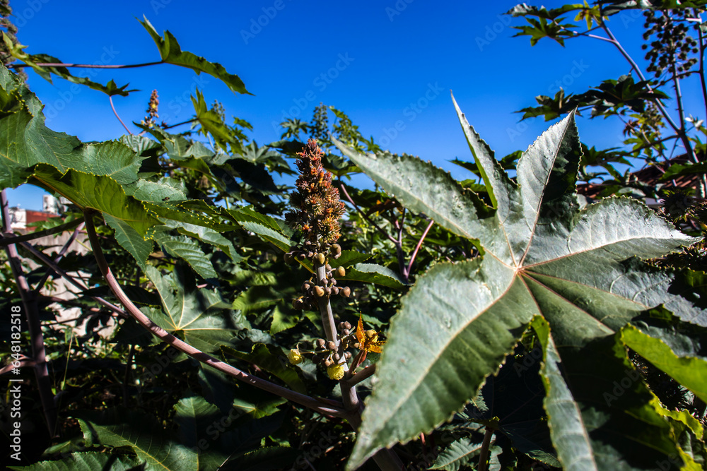 Foto de Ricinus communis L. plant, known as castor bean, on a farm in ...