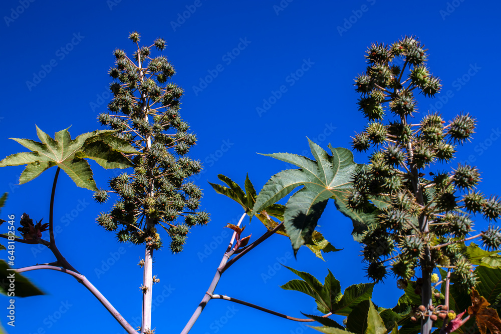 Foto de Ricinus communis L. plant, known as castor bean, on a farm in ...
