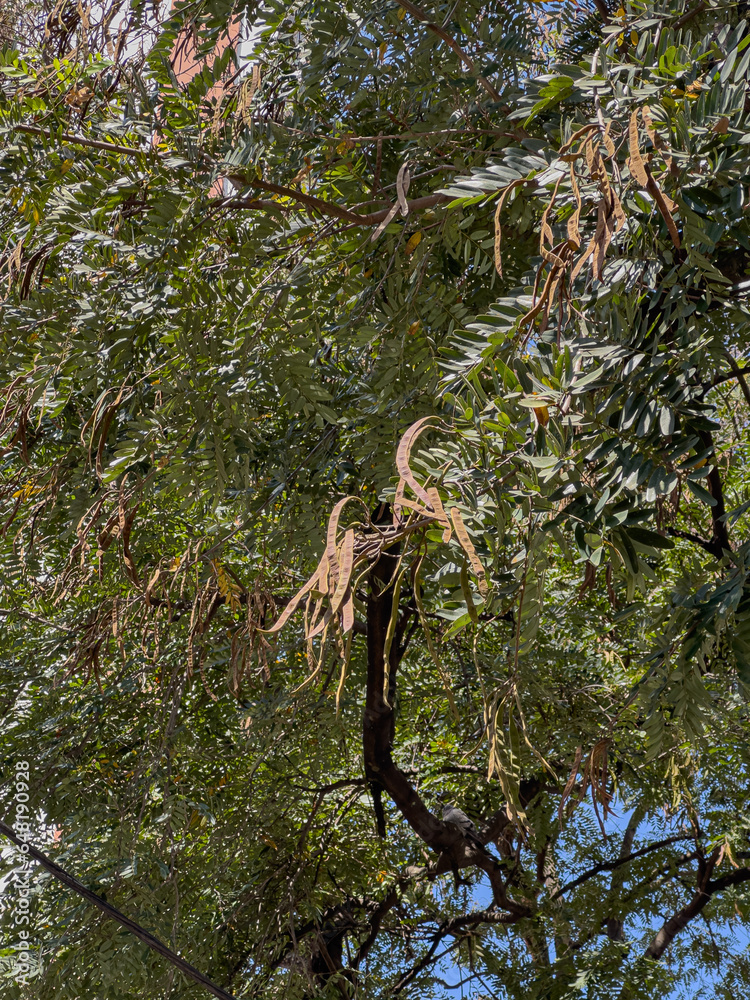 Fruits hanging from the Senna siamea tree, also known as siamese cassia ...