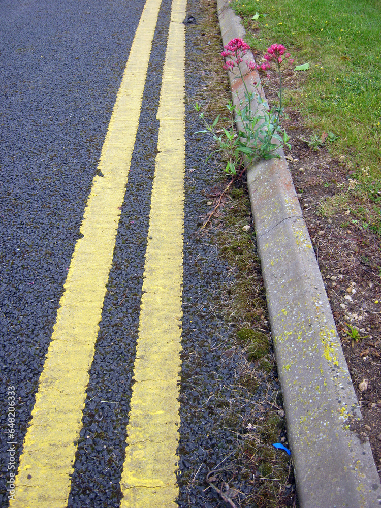 yellow road markings with a flower growing from a concrete curb Stock ...