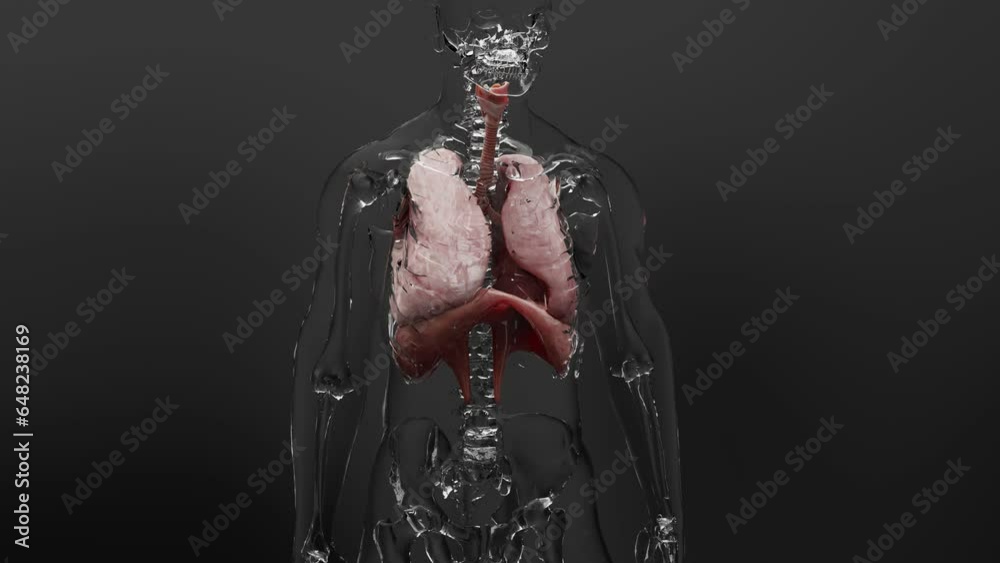 Human Respiratory System Lungs Anatomy Animation Concept. visible lung ...