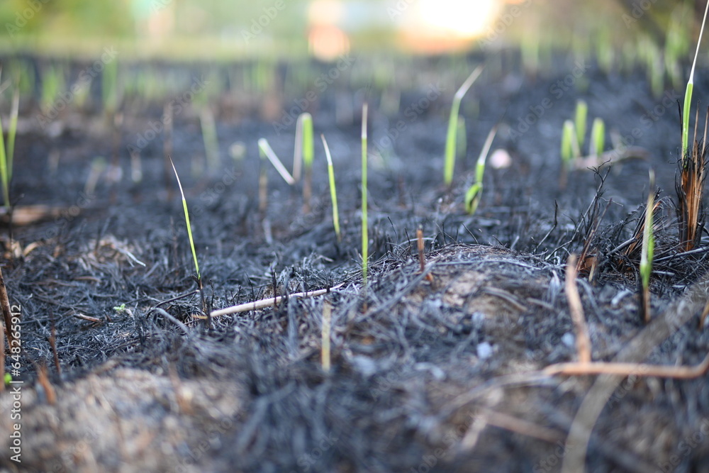 sprouts of green grass after a fire, black burnt field and green ...