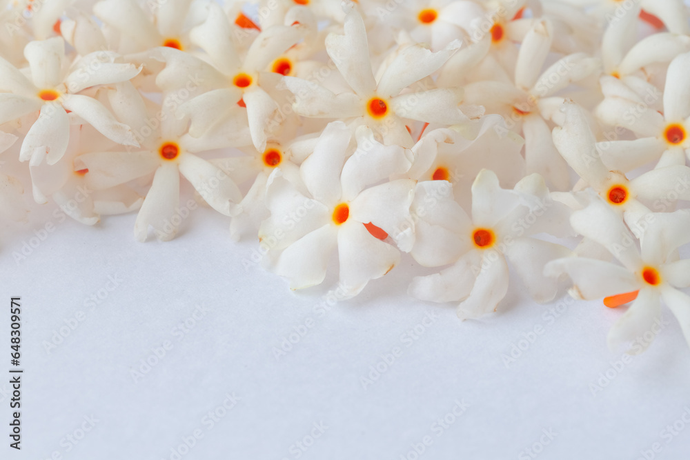 White sweet scented night-flowering jasmine, aka coral jasmine or siuli ...