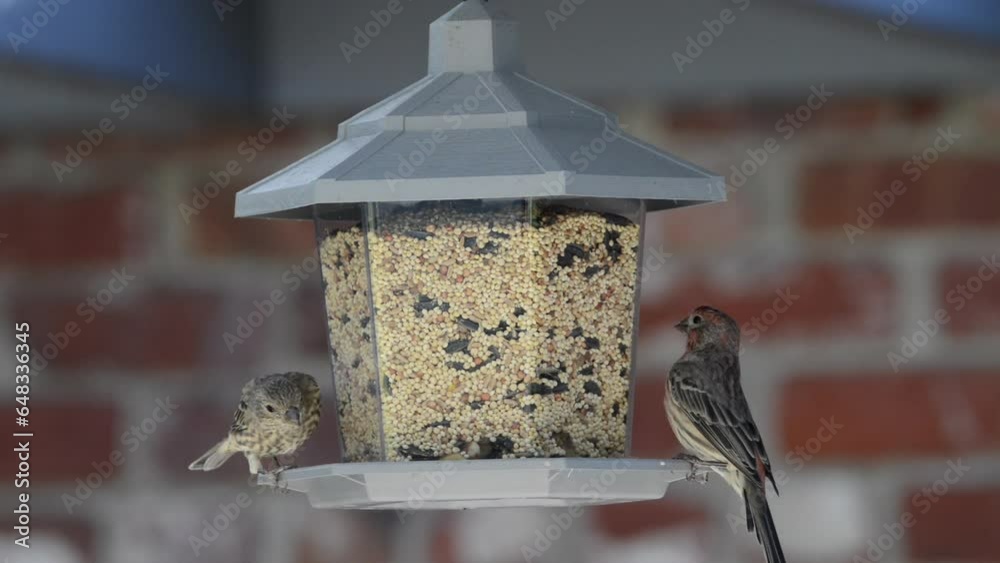 HD Video of several birds eating from a bird feeder, brick wall ...