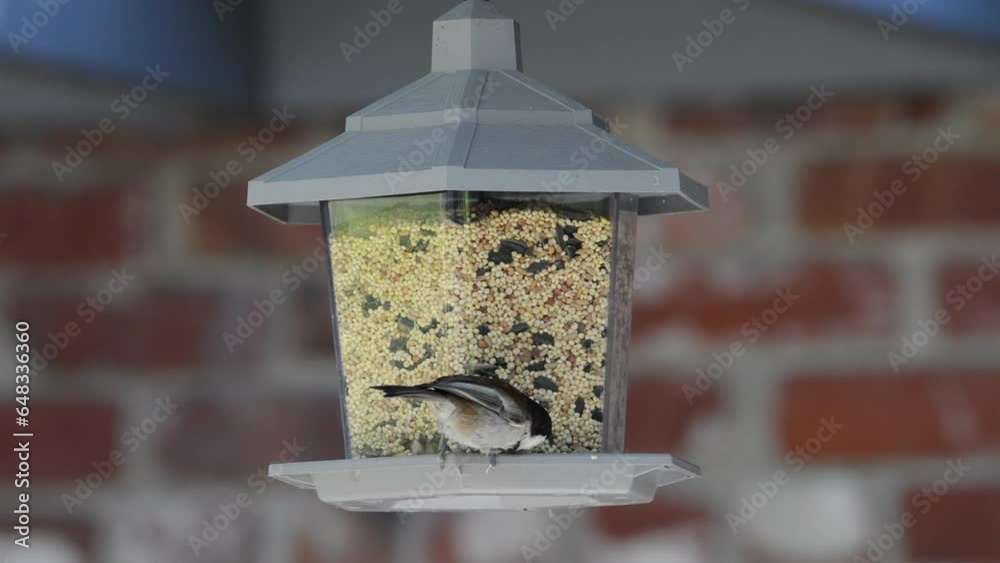 HD Video of several birds eating from a bird feeder, brick wall ...