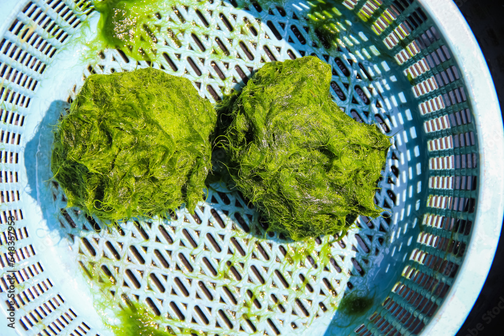 Spirogyra or wet green algae zygnematales in blue basket top view ...