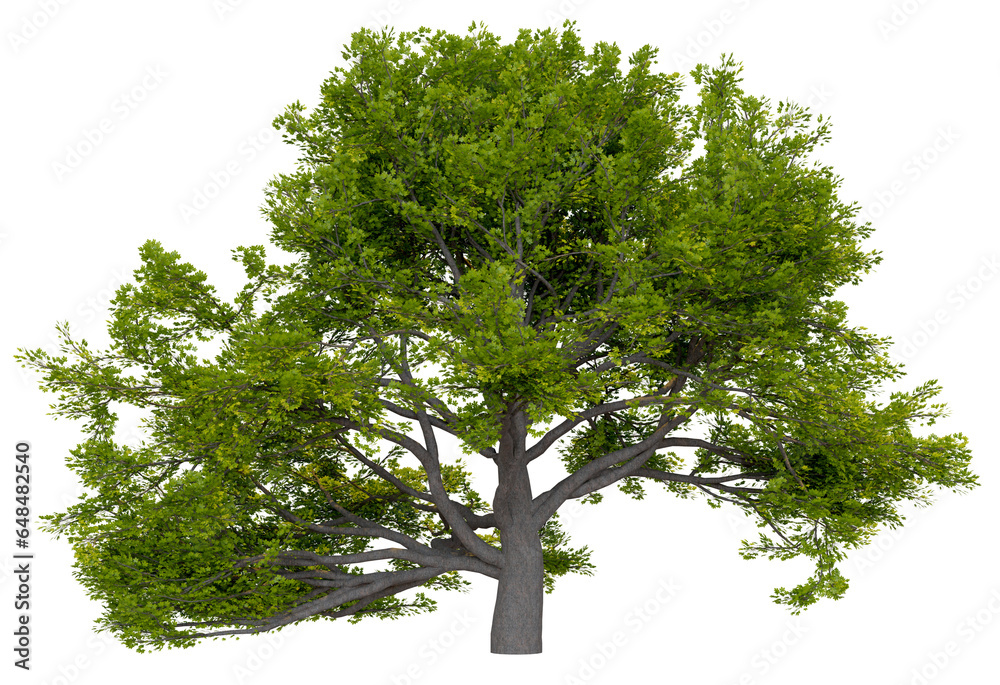 PNG tree real transparent background, real leaf texture and no white ...