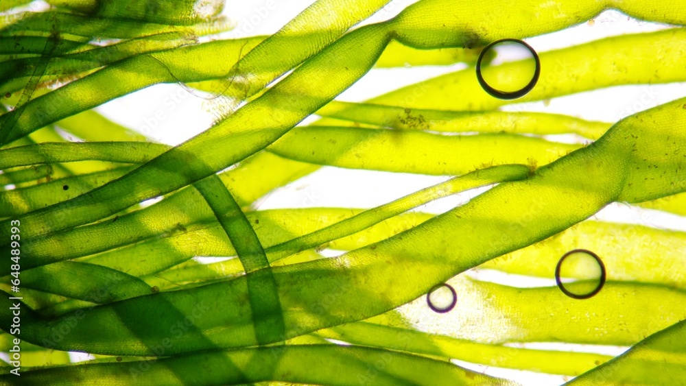 Ulva compressa, marine green algae that is distributed along the coasts of the world. Fresh ...