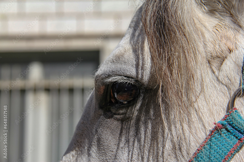 They (Shiites) use different animals for religious performances on the ...