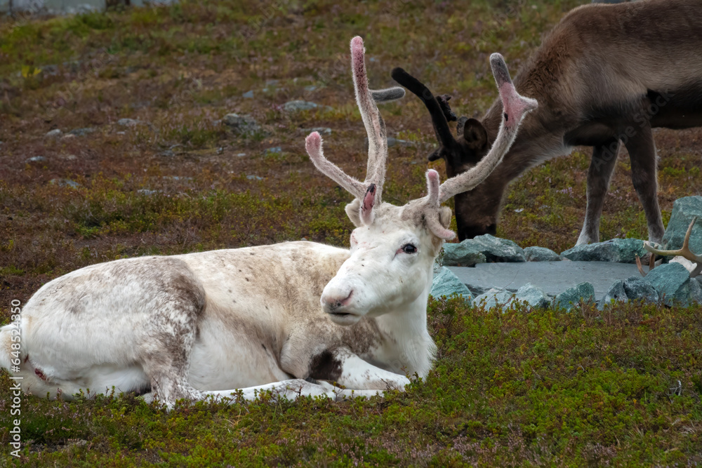 Reindeer (Rangifer tarandus) (caribou in North America), free roaming ...