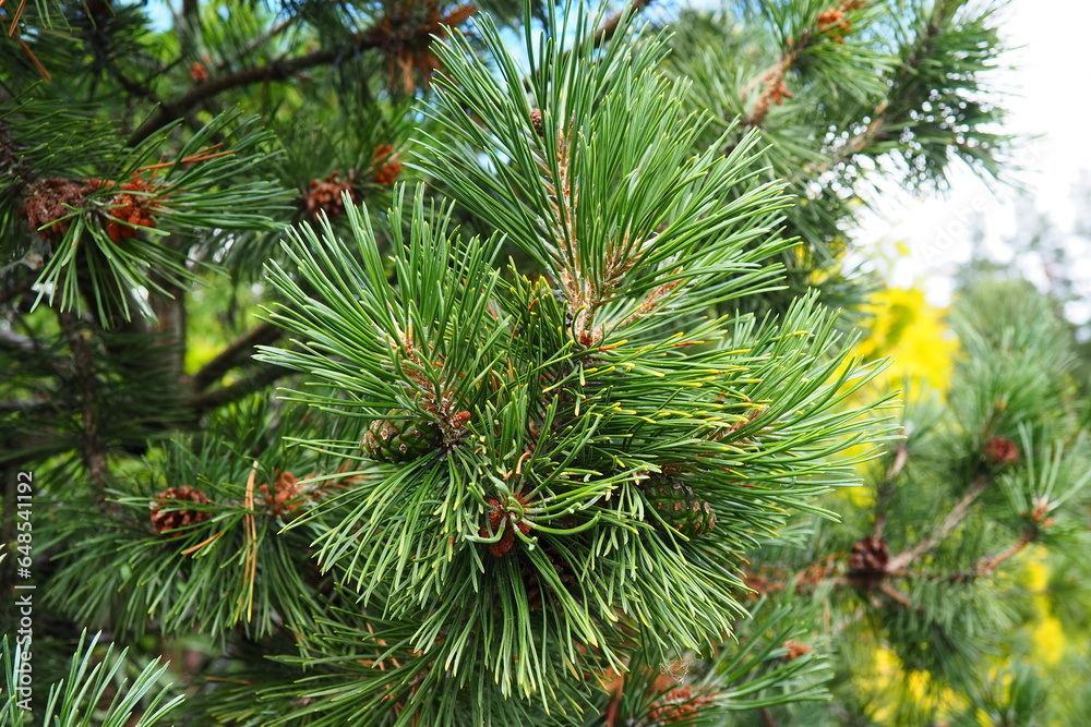 Pine branches at the golden hour in the evening. Pinus pine, a genus of ...
