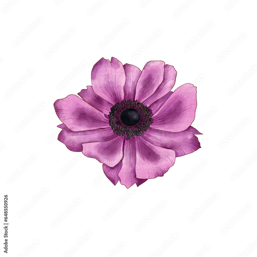 drawing purple flower of windflower, pulsatilla isolated at white ...