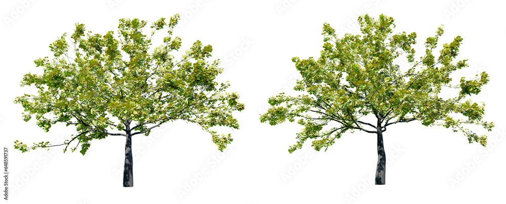 PNG transparent collection tree no original background, real ...