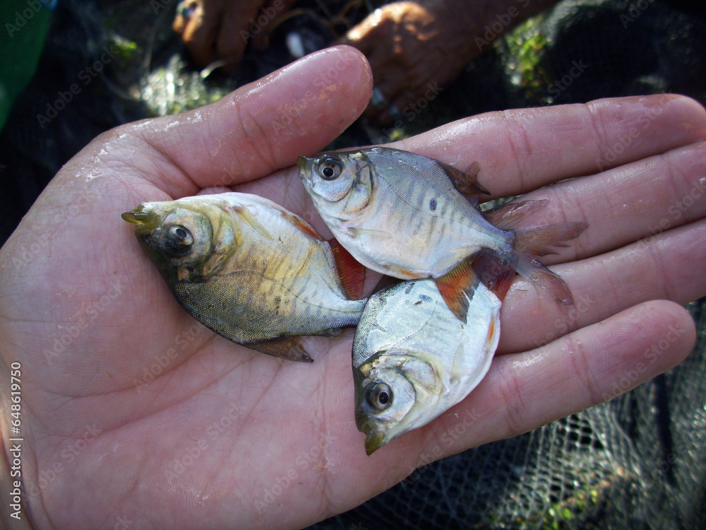 Hand Holding Young Forms of Amazon River Native Fish Species - Tambaqui ...