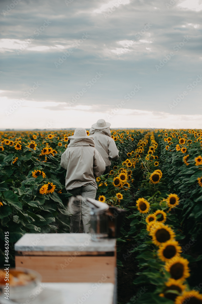 Young beekeepers work with bees in the apiary and eat honey.A young ...