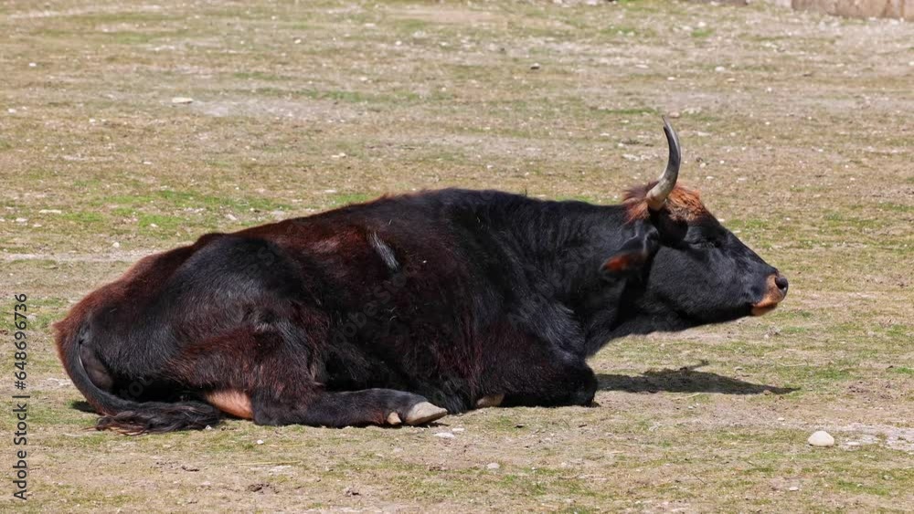 Heck cattle, Bos primigenius taurus, claimed to resemble the extinct ...