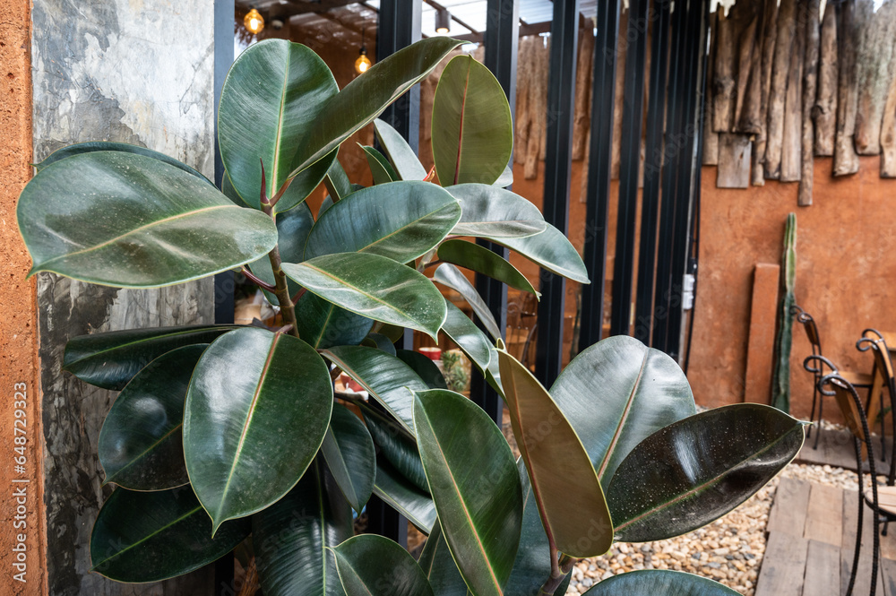 Indian rubber tree (Ficus elastica) planting indoor house. This tree is ...