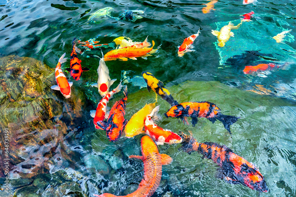 Movement group of colorful koi fish in clear water. This is a species ...
