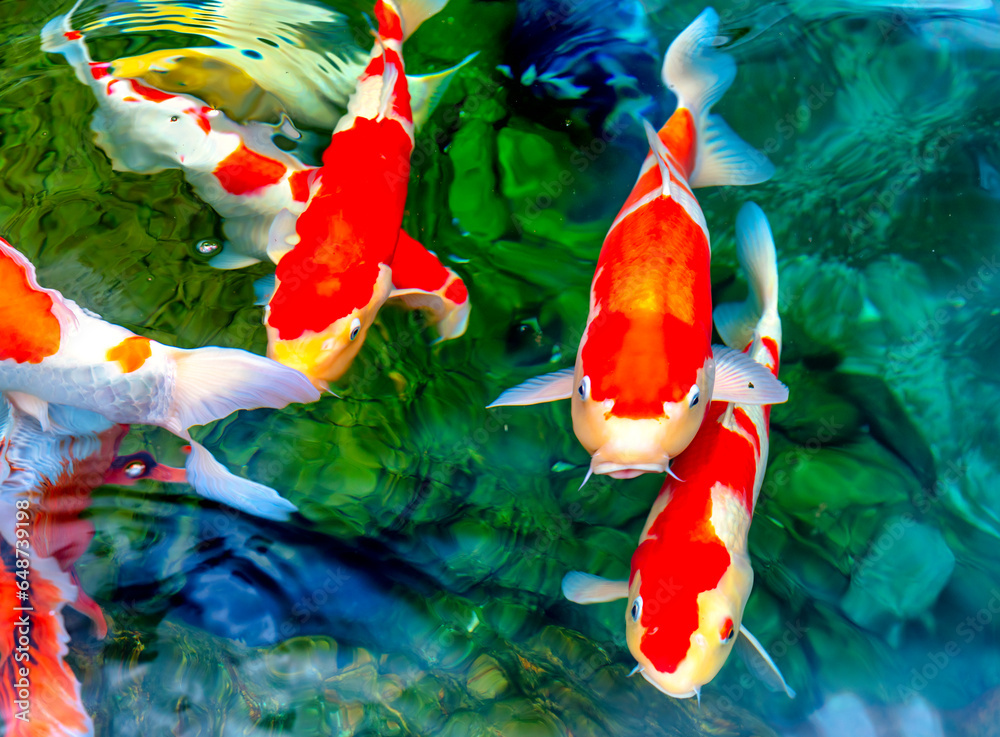 Movement group of colorful koi fish in clear water. This is a species ...