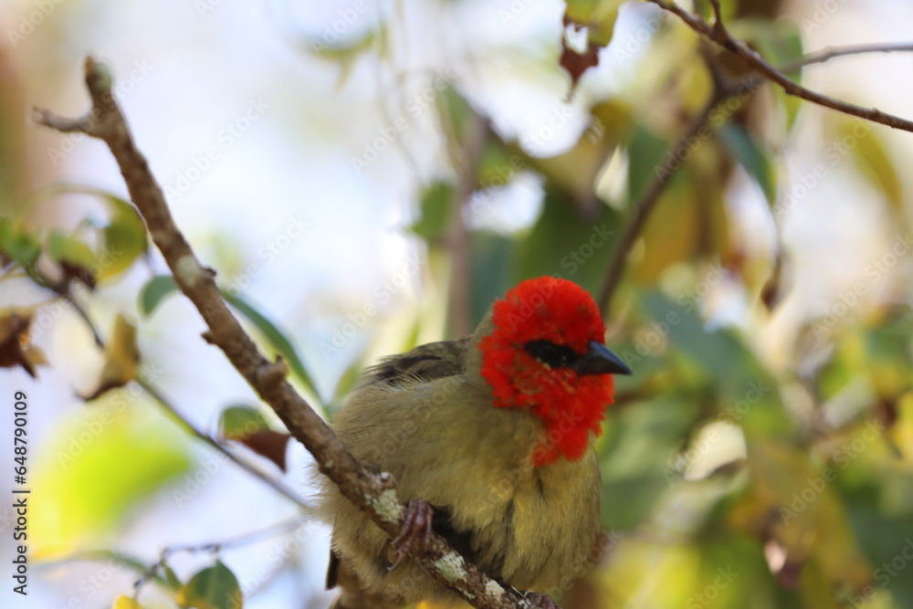The Mauritius fody (Foudia rubra) is a rare species of bird in the ...