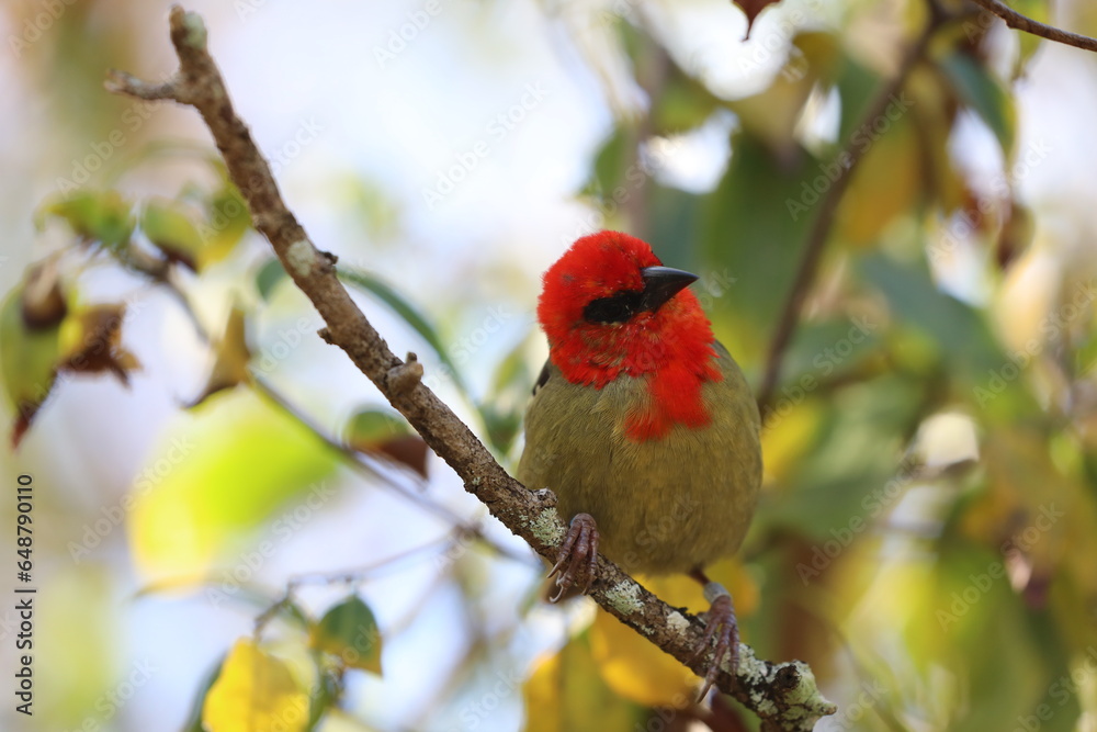 The Mauritius fody (Foudia rubra) is a rare species of bird in the ...