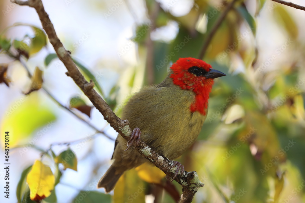 The Mauritius fody (Foudia rubra) is a rare species of bird in the ...