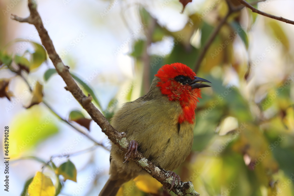 The Mauritius fody (Foudia rubra) is a rare species of bird in the ...