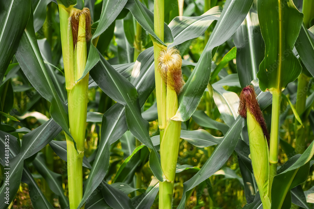 Young corn fruits that still growing on it stems - Indonesian corn ...