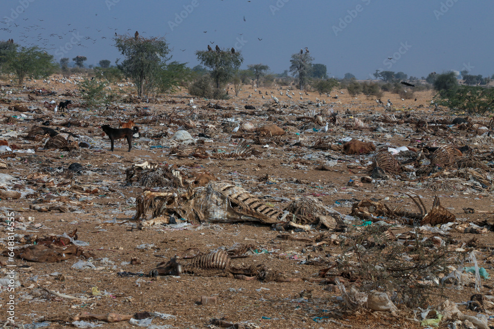 Animal cemetery, with rotting carcasses in the open air and full of ...