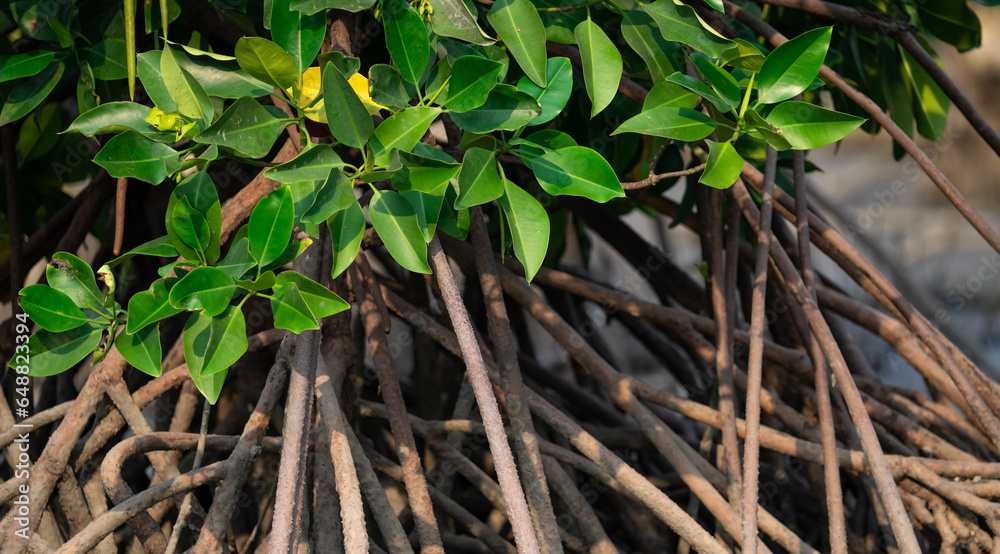 Fotografia do Stock: Stilt or prop roots of mangrove trees with green ...