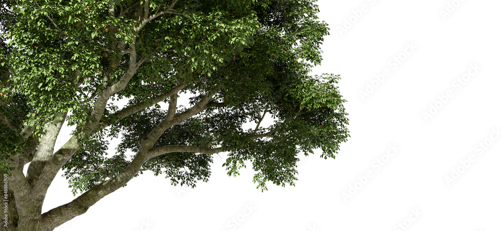 Jungle tropics tree branches leafs growth with copy-space cutout ...