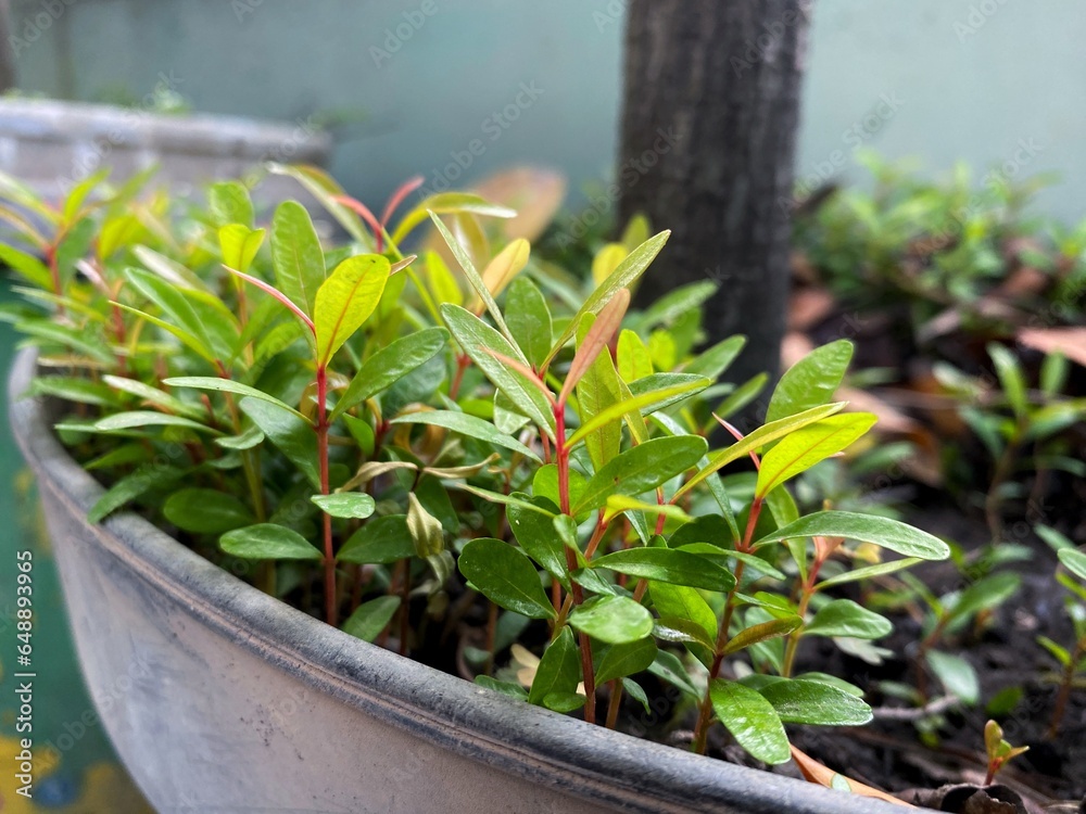 Herbs in a pot. The plants are growing in the pot. Red shoot leaf plant ...