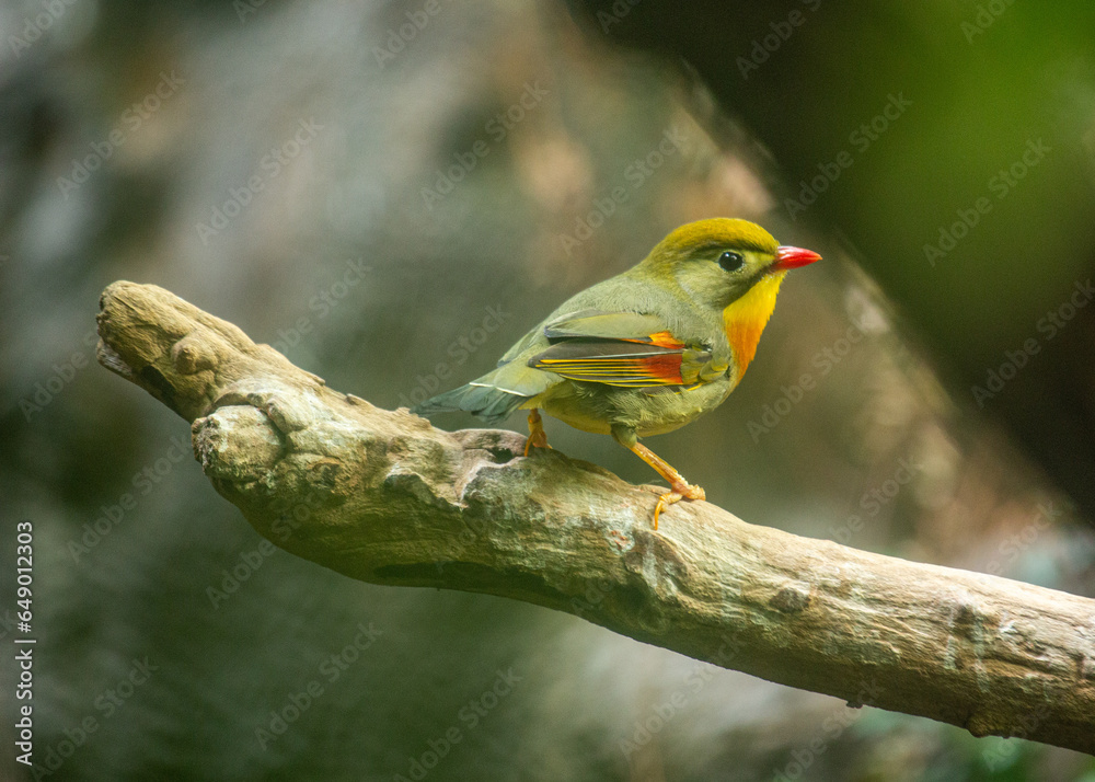 Red-billed Leiothrix (Leiothrix lutea) in the Himalayas Stock Photo ...