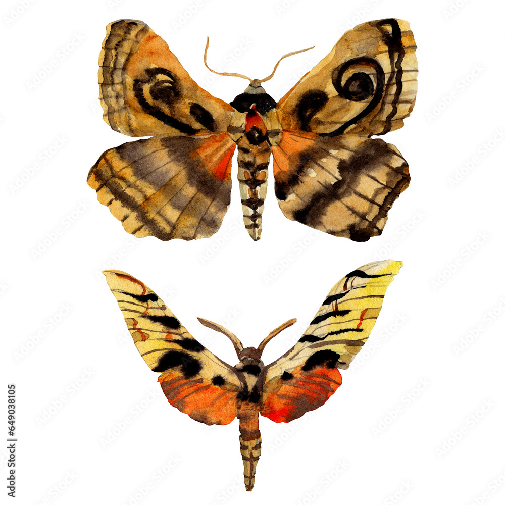 Watercolor Hand drawn set of Twilight moth. Hawk moth. Moth with gray ...