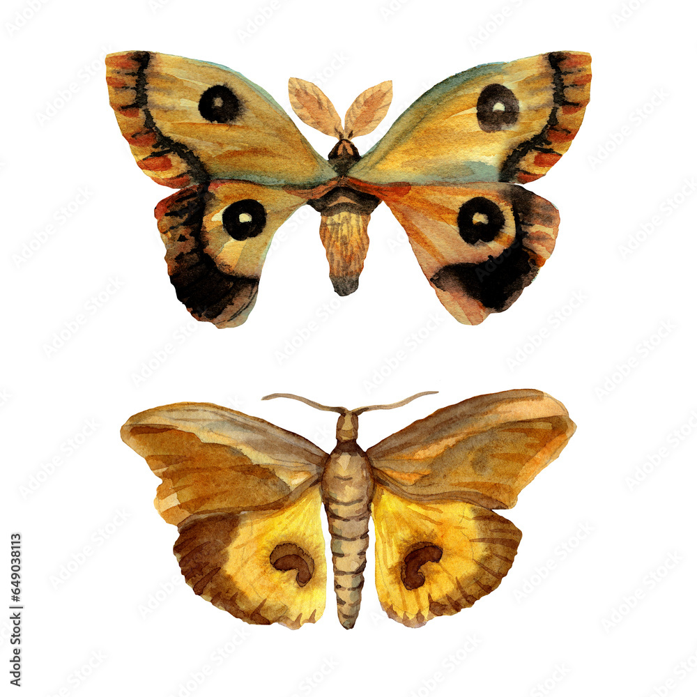 Watercolor Hand drawn set of Twilight moth. Hawk moth. Moth with gray ...