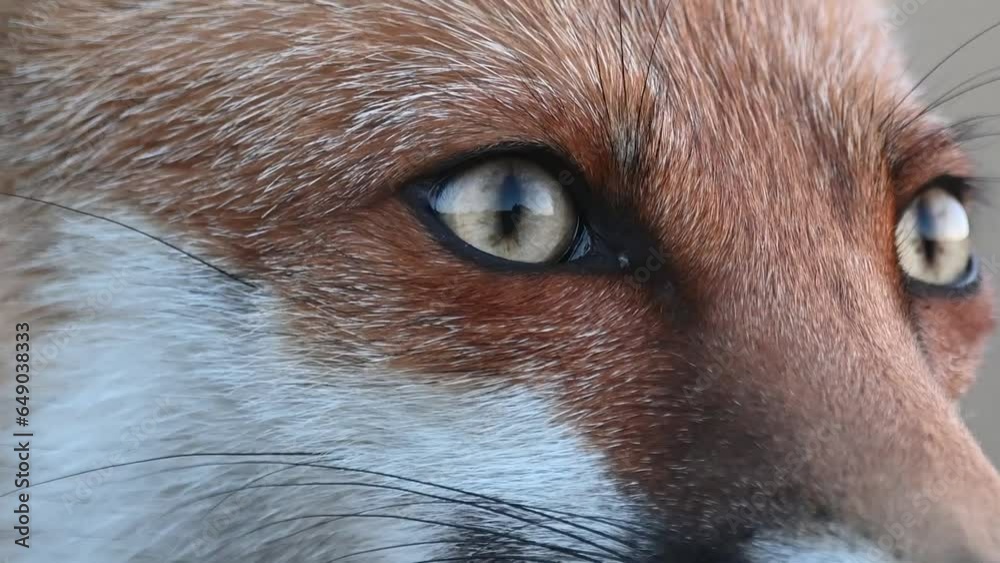 Red fox Vulpes vulpes. Portrait the head red fox on a beautiful ...