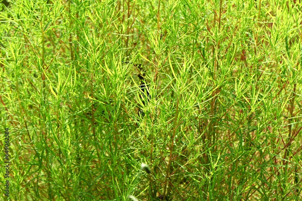 Kochia ( Bassia scoparia ). Amaranthaceae annual plants. Stems are ...