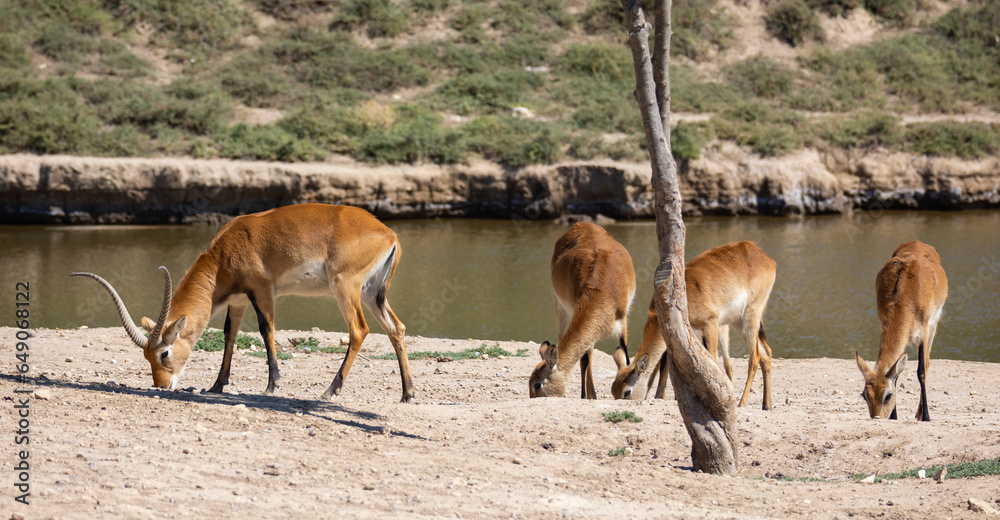 Cobe lechwe species of antelope from southern African wetlands Stock ...