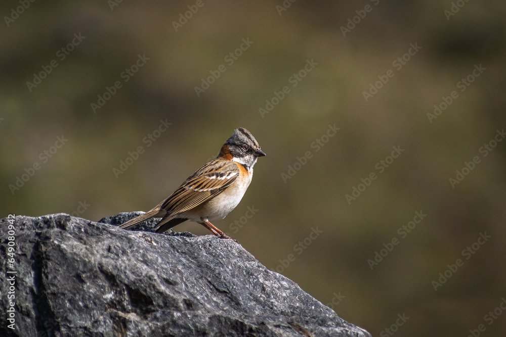 Vemos un hermoso pájaro copetón , posado en una roca , contemplando un ...