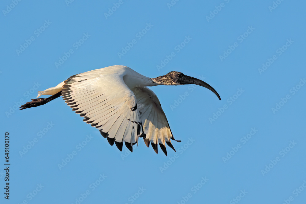 Foto de An African sacred Ibis (Threskiornis aethiopicus) in flight ...