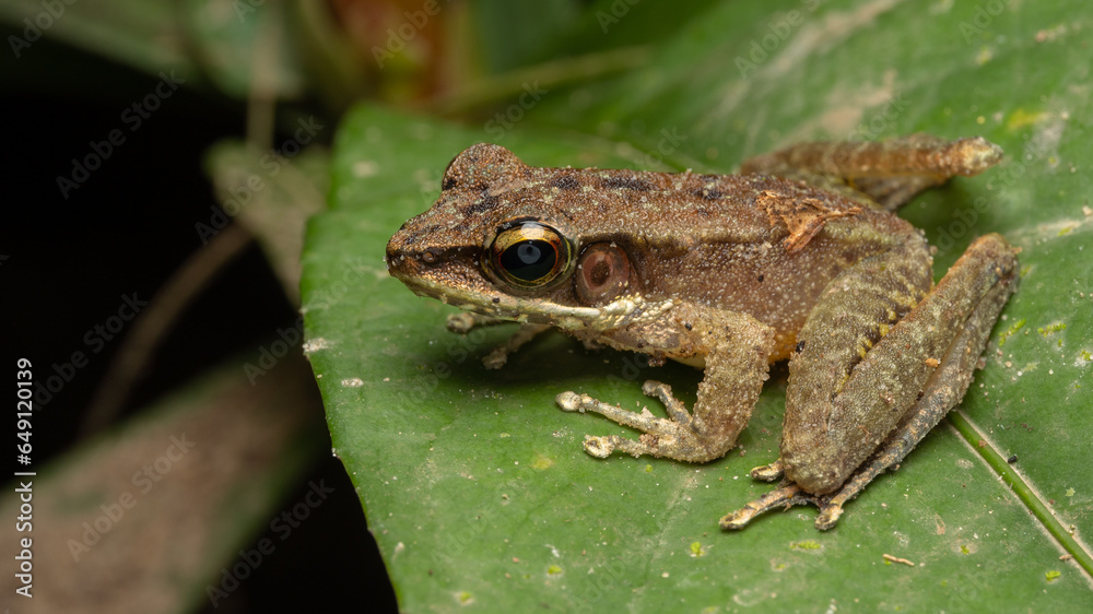 Nature wildlife image of Torrent Frog (Meristogenys phaeomerus) on deep ...