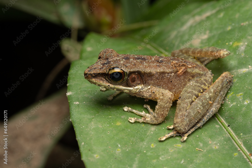 Nature wildlife image of Torrent Frog (Meristogenys phaeomerus) on deep ...