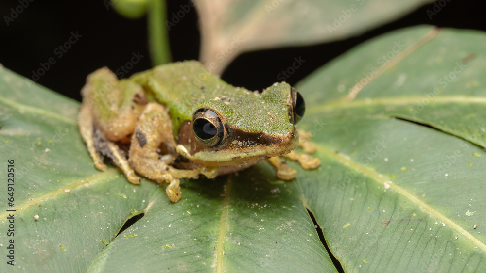 Nature wildlife image of Torrent Frog (Meristogenys phaeomerus) on deep ...